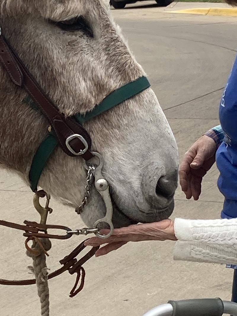Gallery | Tooth Brushers and Balaams Donkey