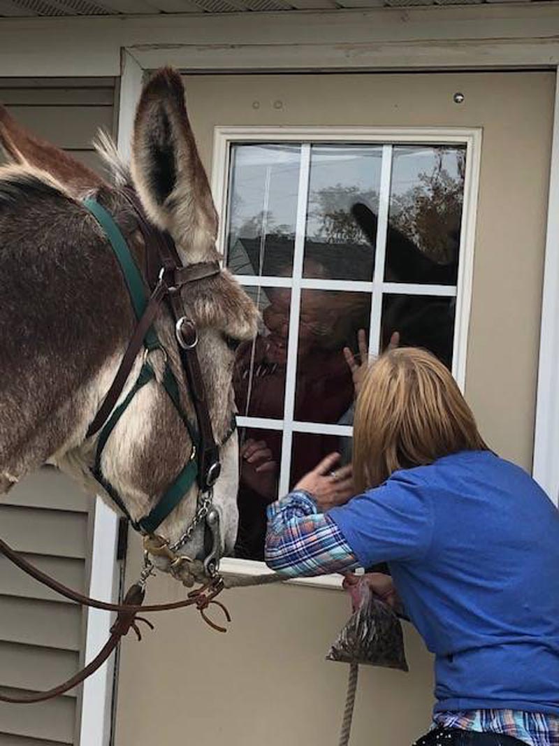Gallery | Tooth Brushers and Balaams Donkey