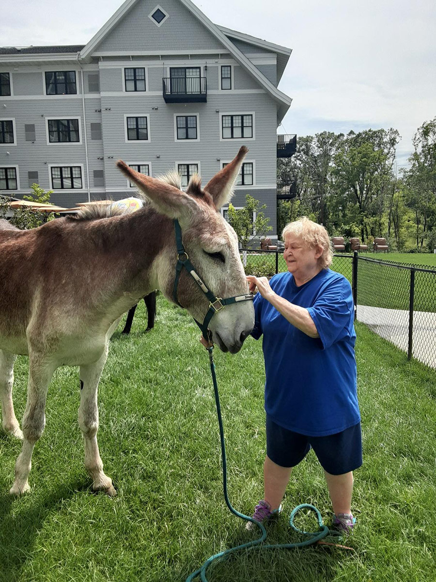 Gallery | Tooth Brushers and Balaams Donkey